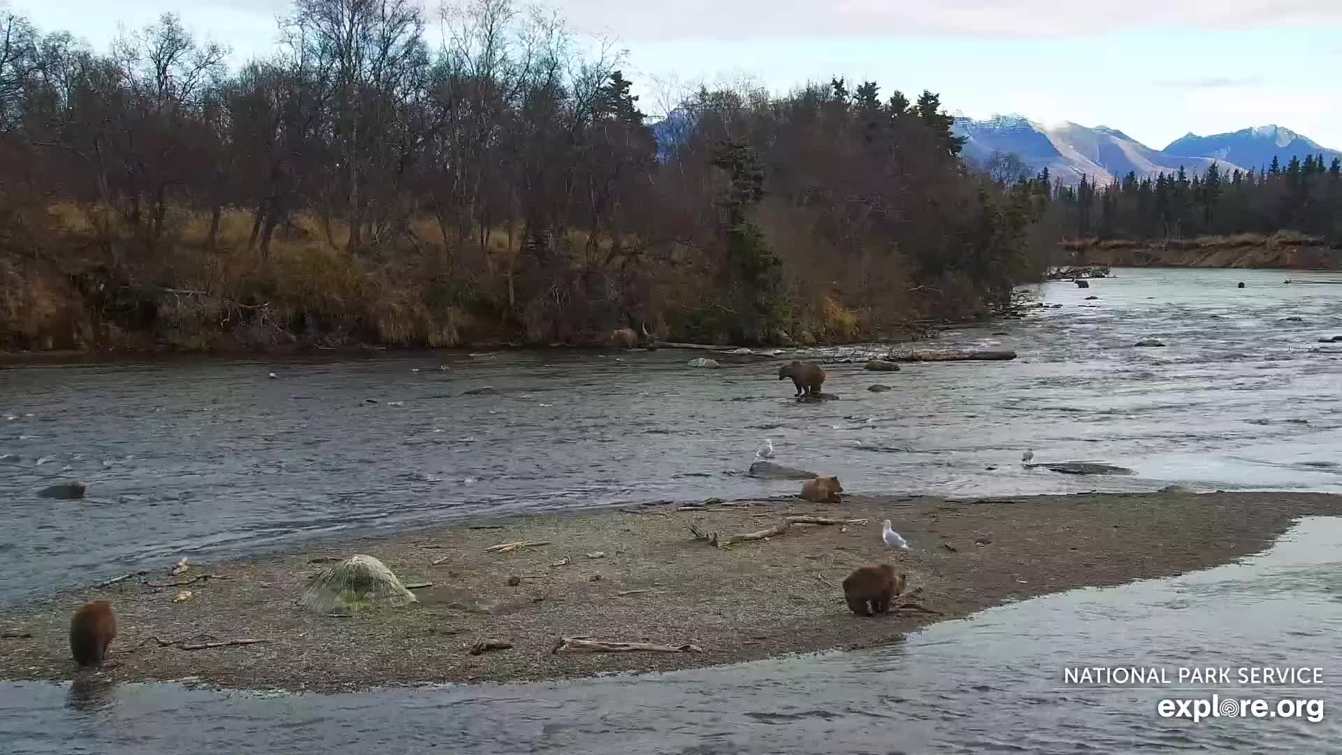 Disqus - Brown Bear Cam - Kat's River View, Katmai National Park ...
