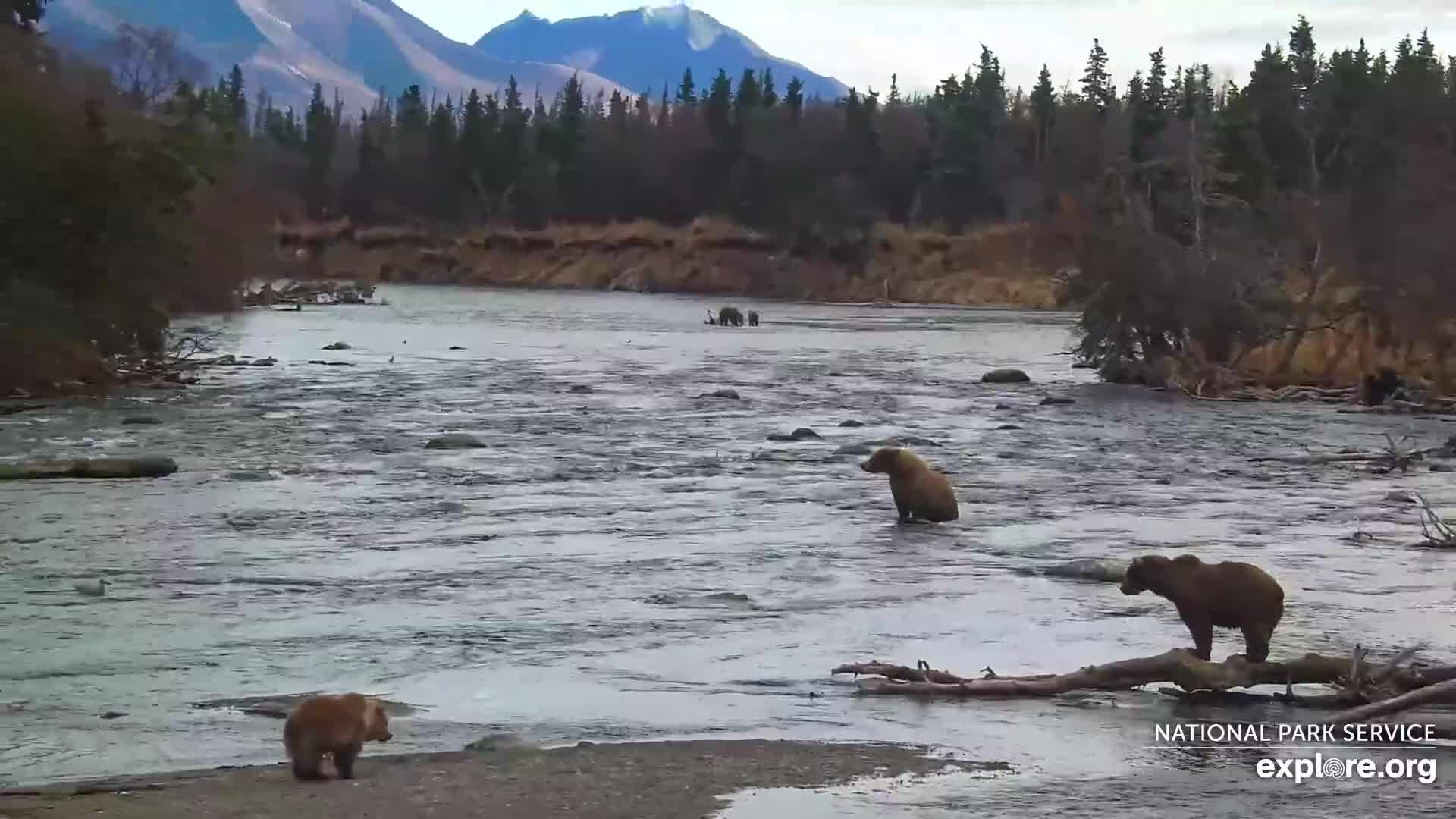 Disqus - Brown Bear Cam - Kat's River View, Katmai National Park ...