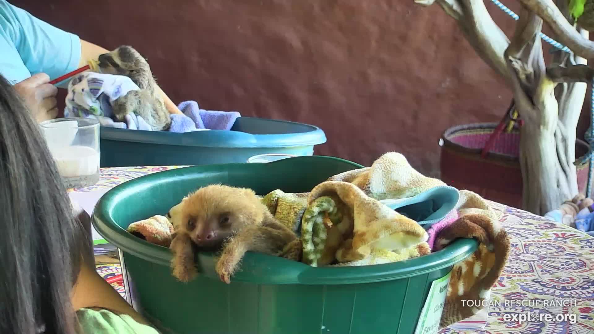 Sloth TV Snapshot taken by Jewel2 | Explore.org