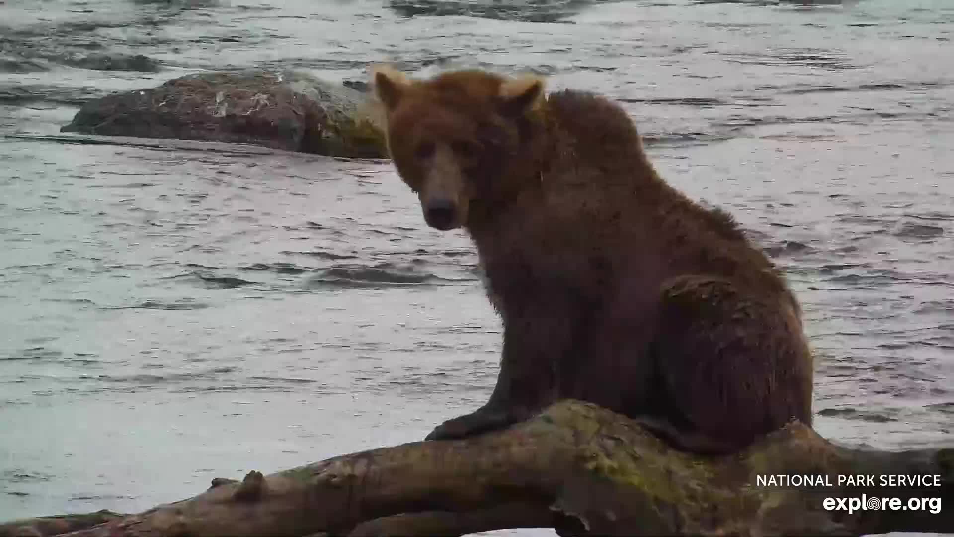Disqus - Brown Bear Cam - Kat's River View, Katmai National Park ...