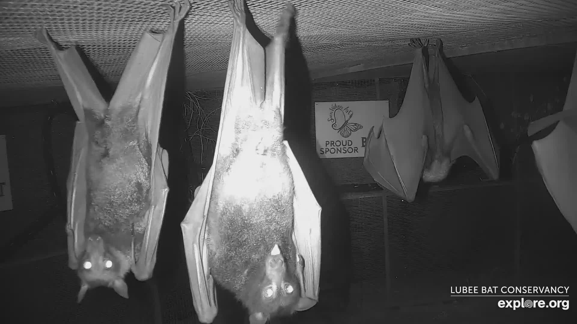 The Giant Flying Fox Snapshot taken by Wildlife943 | Explore.org