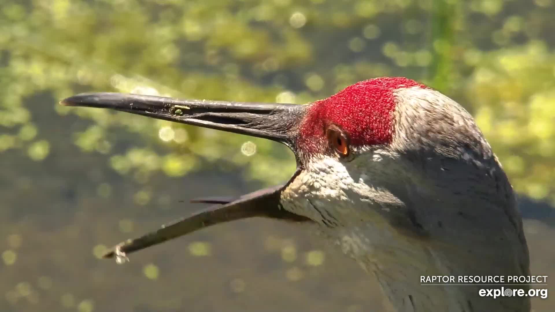 Mississippi River Flyway Cam Snapshot taken by KathyBerger | Explore.org