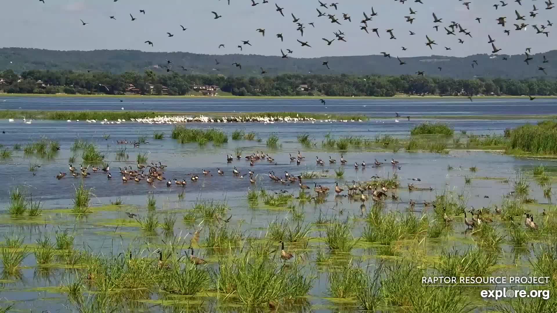 Mississippi River Flyway Cam