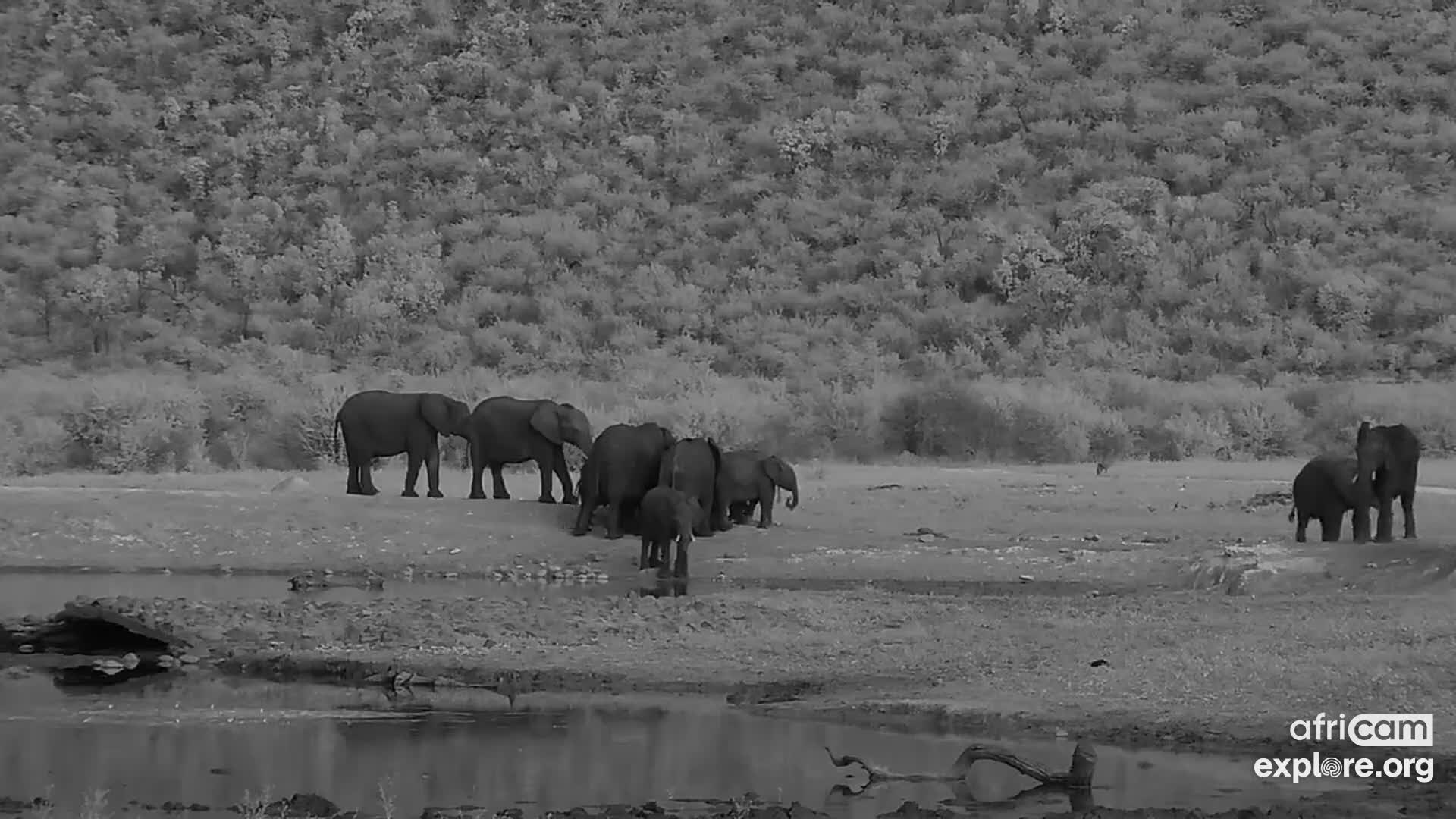 Tau Waterhole Snapshot taken by Stone | Explore.org