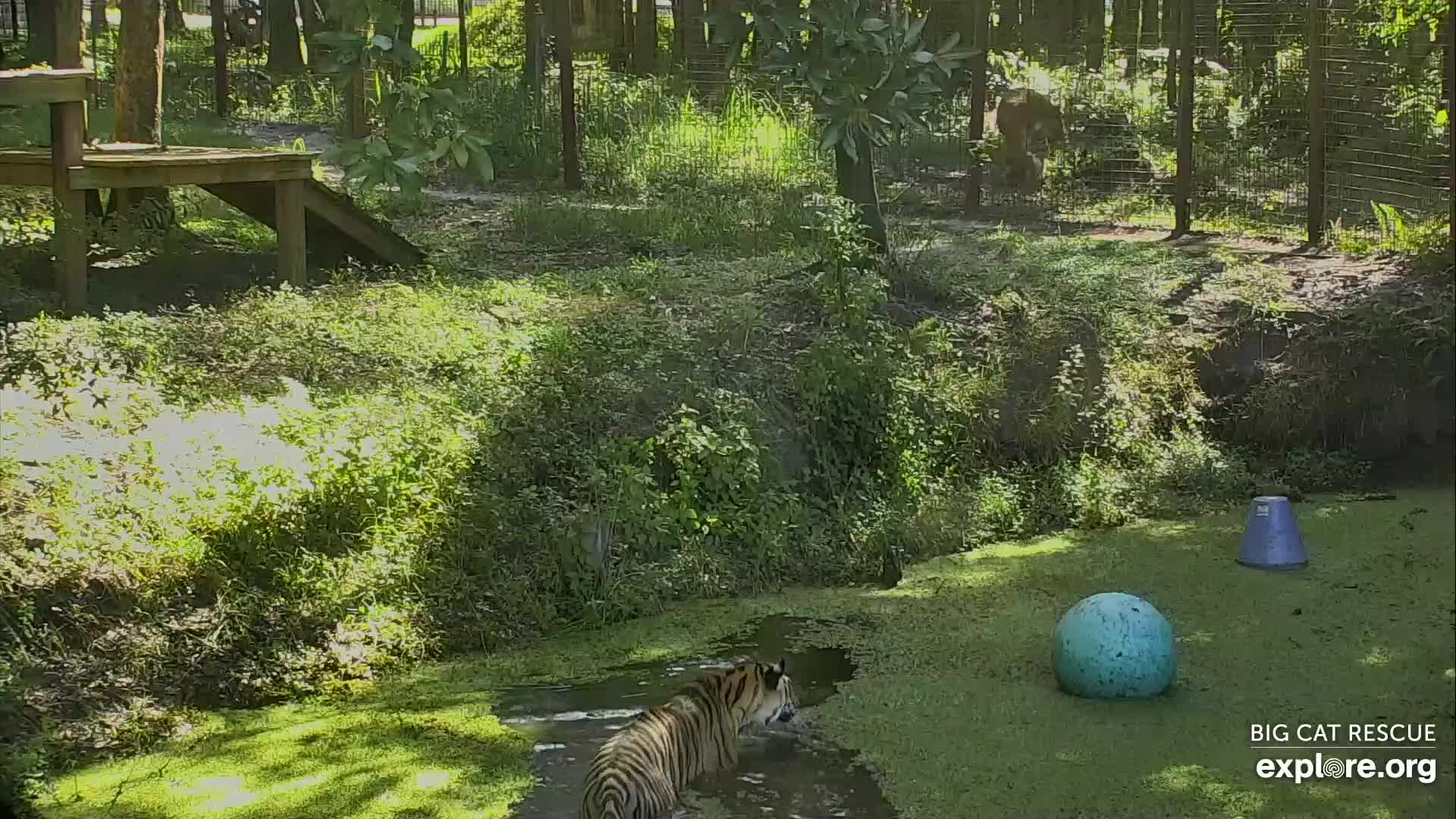 Tiger Lake Snapshot taken by Jill | Explore.org