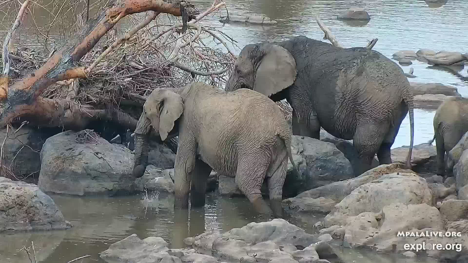 African River Wildlife Snapshot taken by Denysa2529 | Explore.org