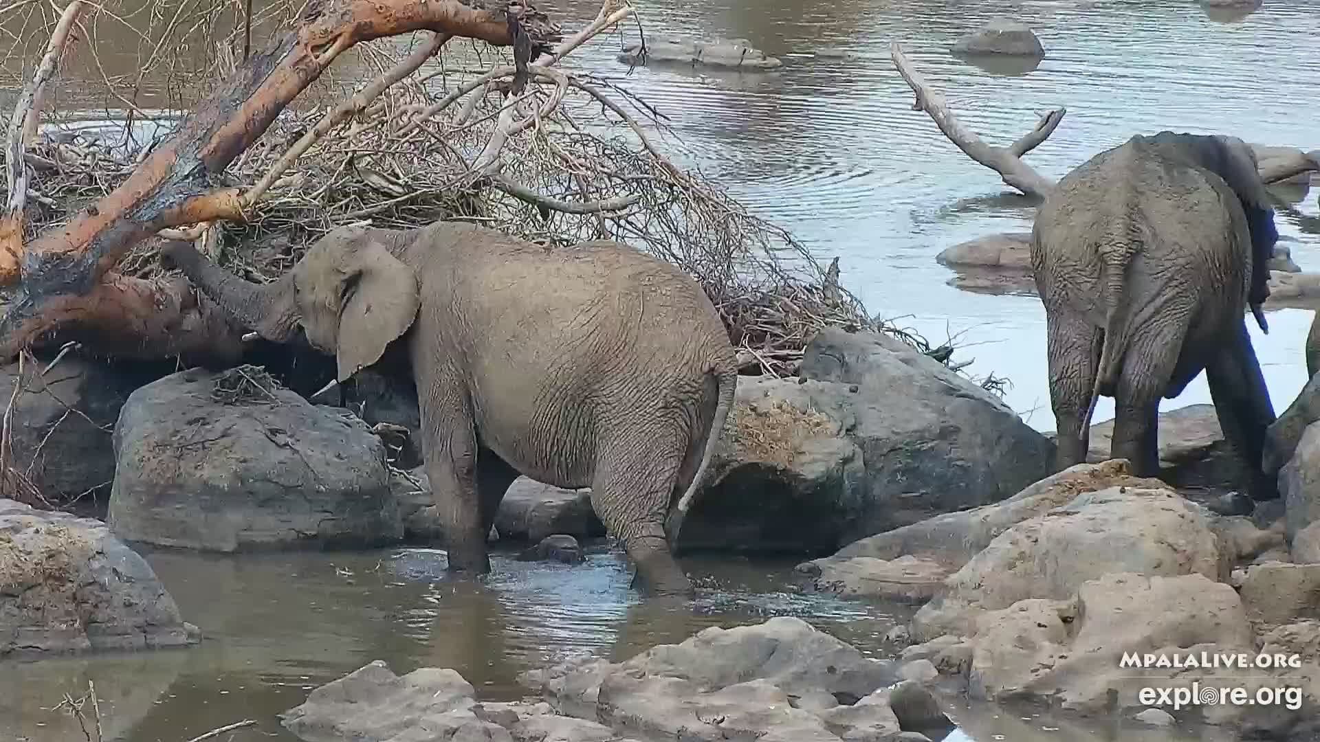 African River Wildlife Snapshot taken by Denysa2529 | Explore.org