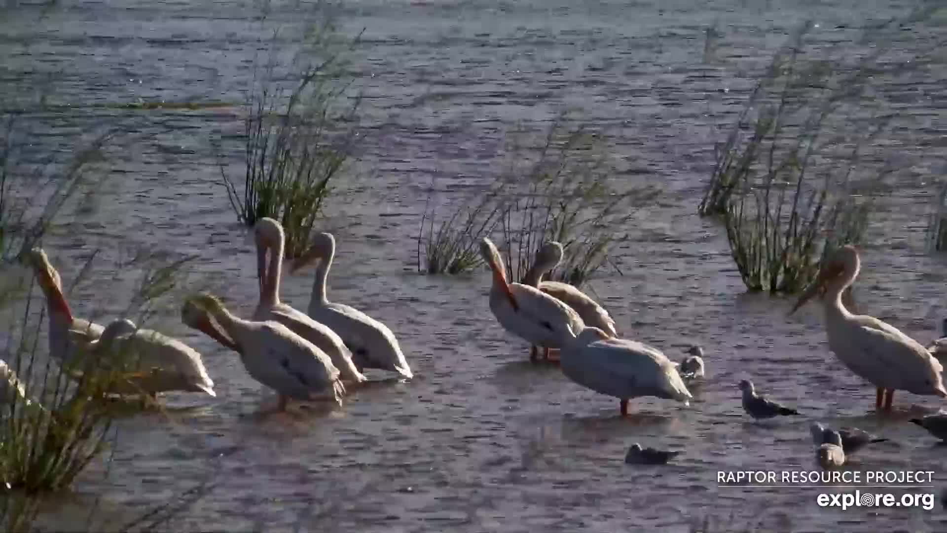 Mississippi River Flyway Cam