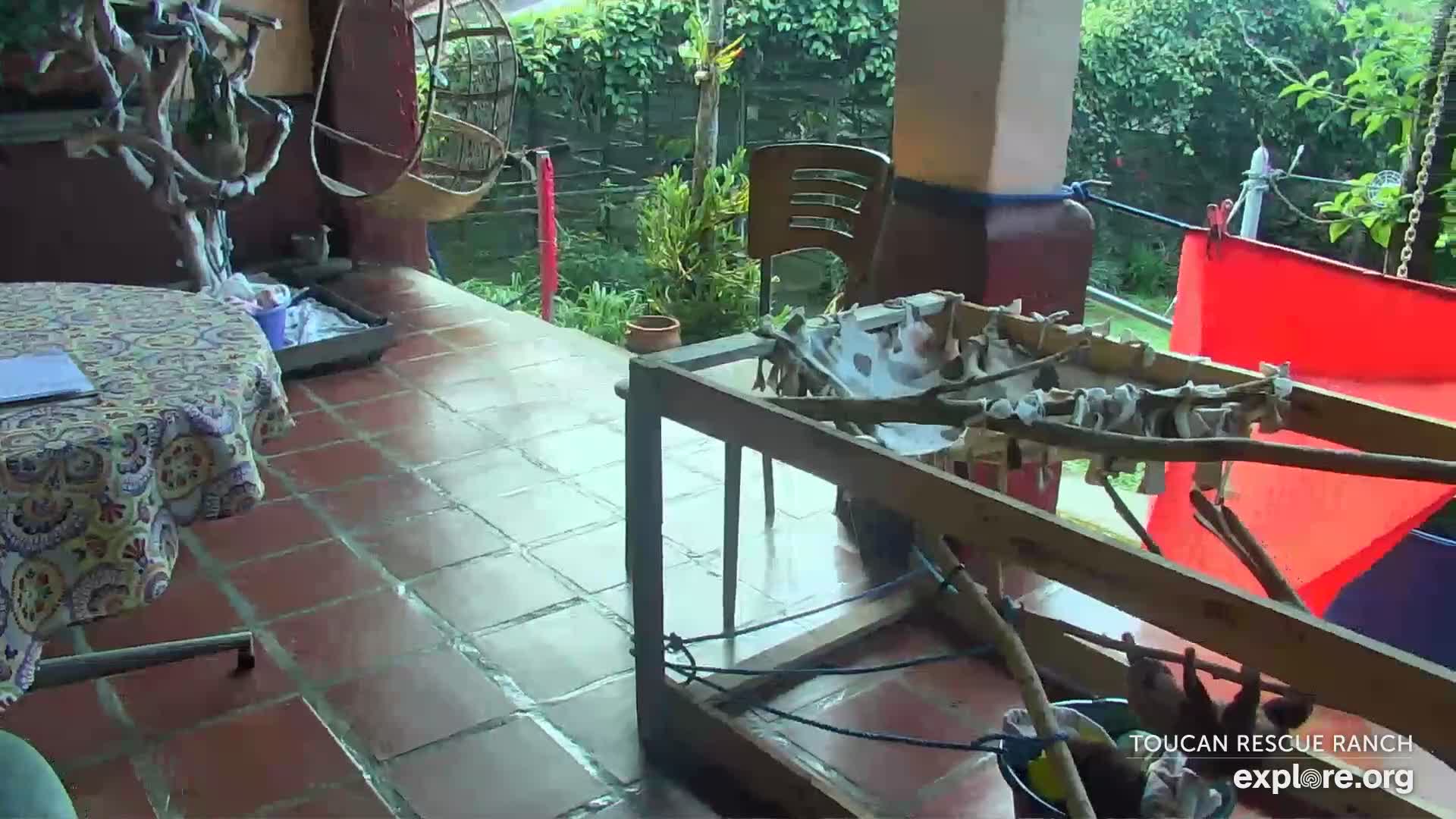 Sloth TV Snapshot taken by Jewel2 | Explore.org