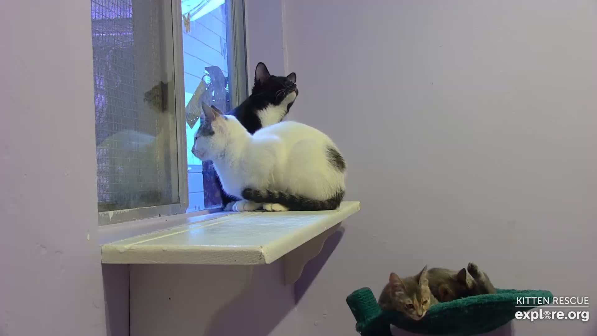 Kitten Rescue Sanctuary Snapshot taken by CarolynCES | Explore.org