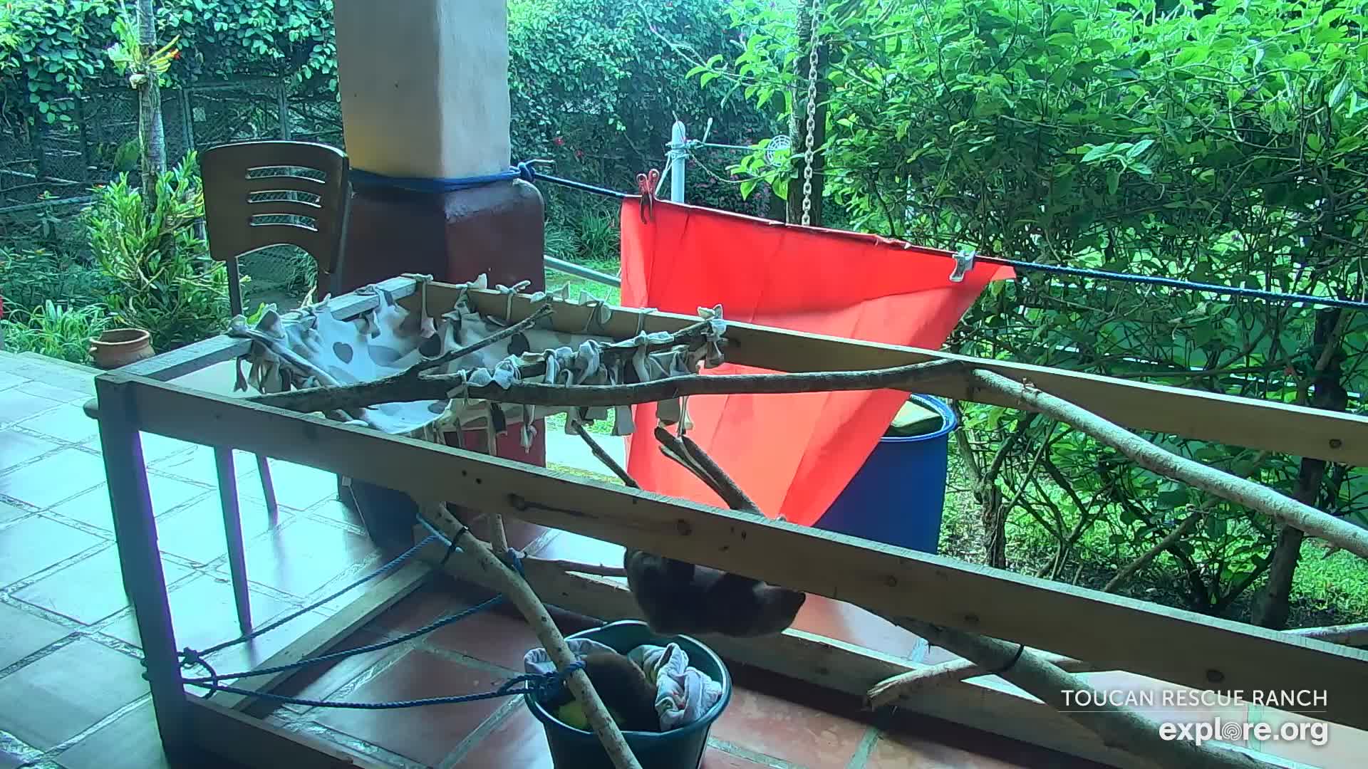 Sloth TV Snapshot taken by Jewel2 | Explore.org