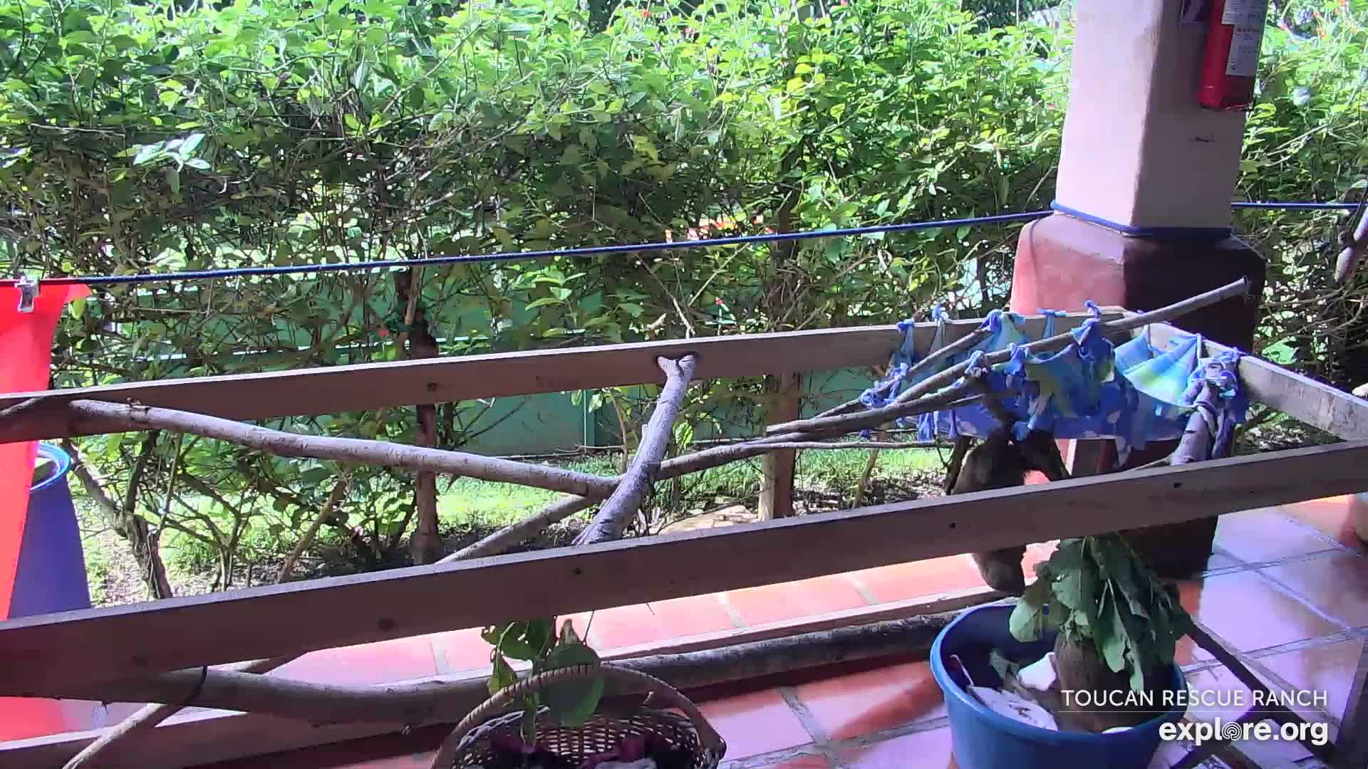 Sloth TV Snapshot taken by Jewel2 | Explore.org