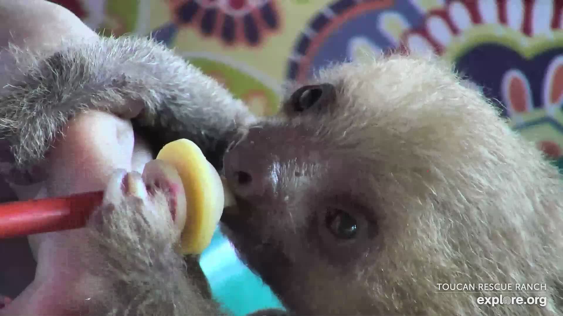 Sloth TV Snapshot taken by Jewel2 | Explore.org