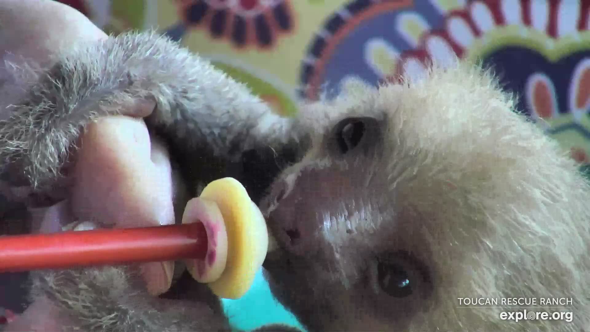 Sloth TV Snapshot taken by Jewel2 | Explore.org