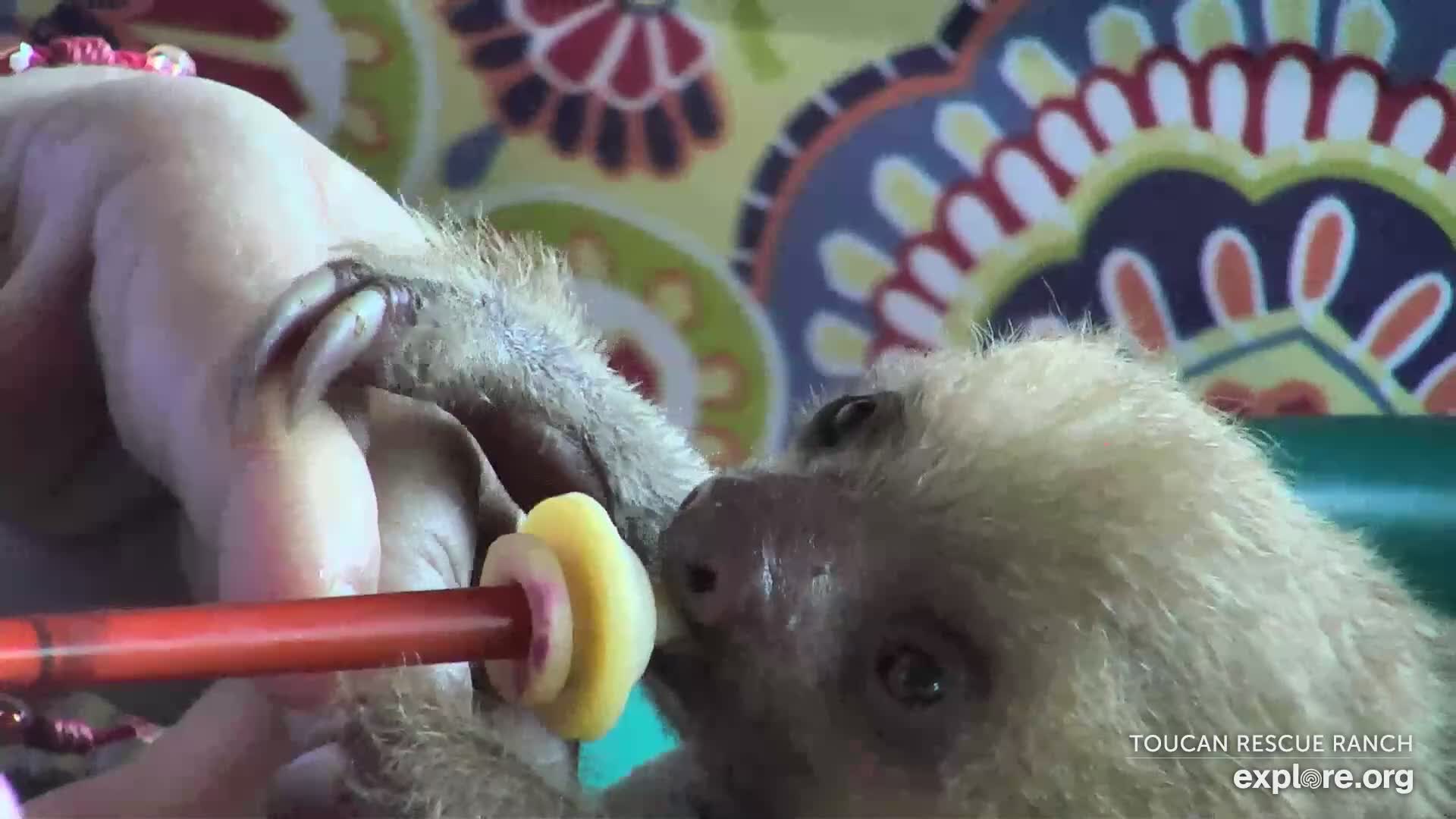 Sloth TV Snapshot taken by Jewel2 | Explore.org