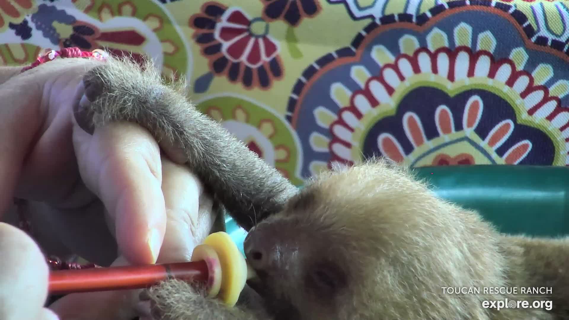 Sloth TV Snapshot taken by Jewel2 | Explore.org