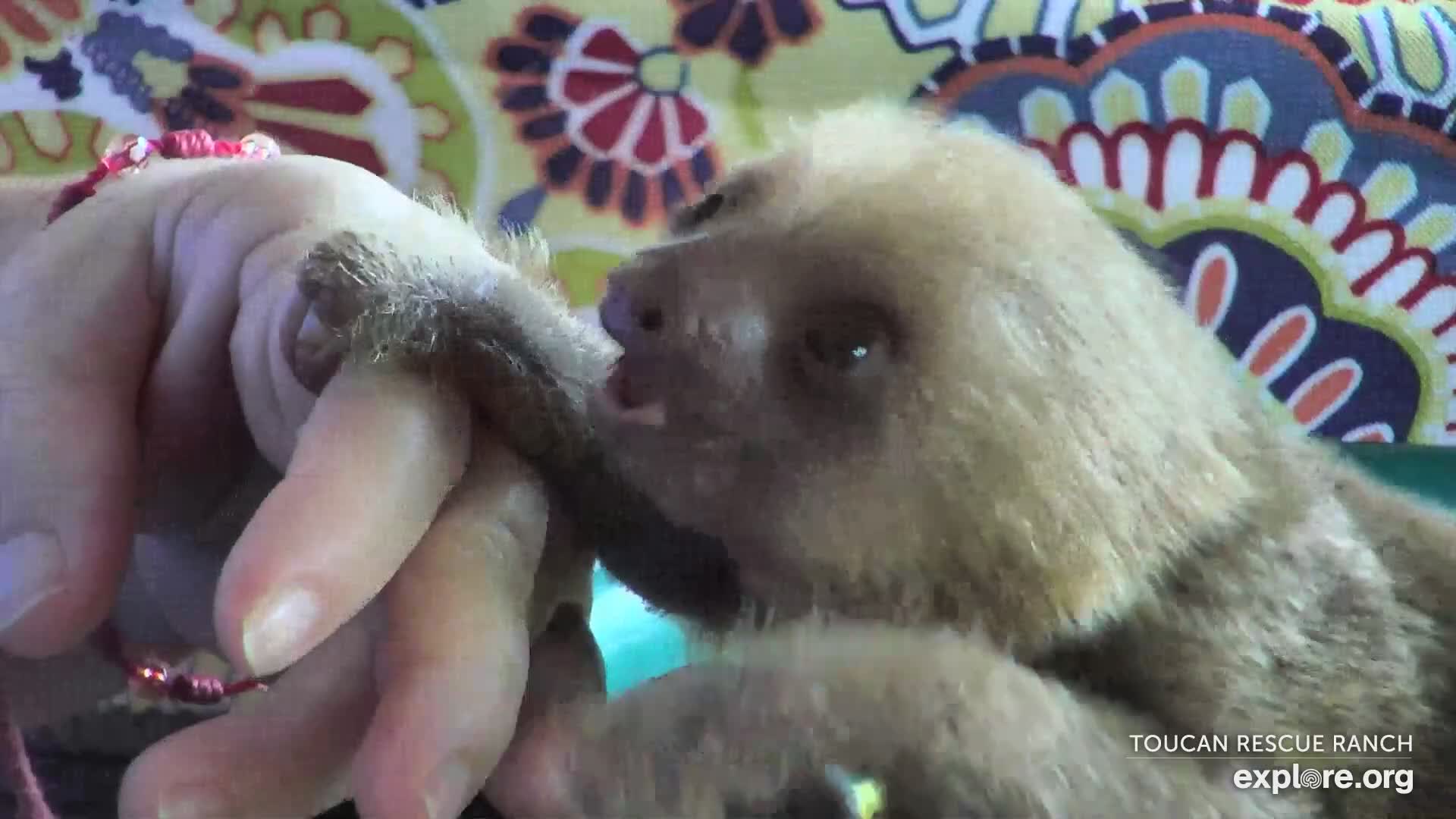 Sloth TV Snapshot taken by Jewel2 | Explore.org