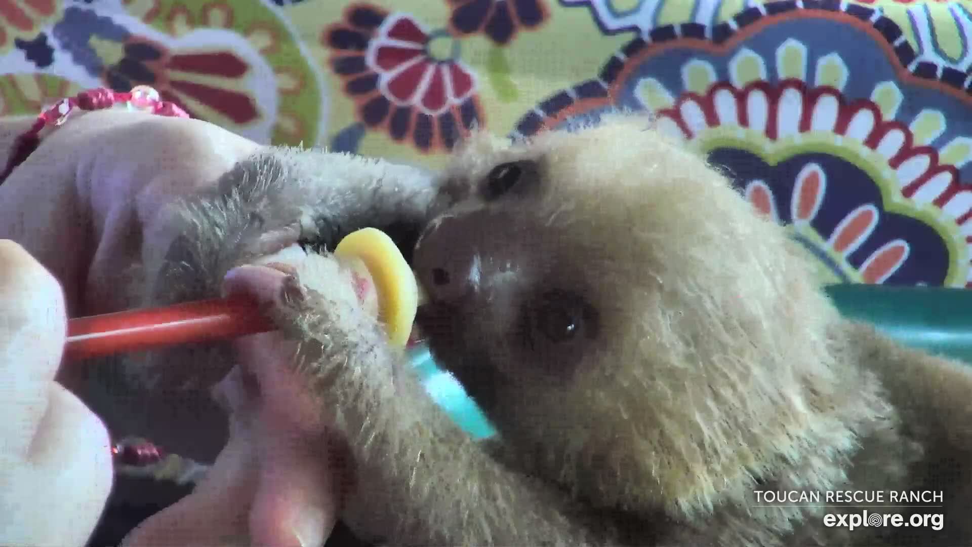 Sloth TV Snapshot taken by Jewel2 | Explore.org