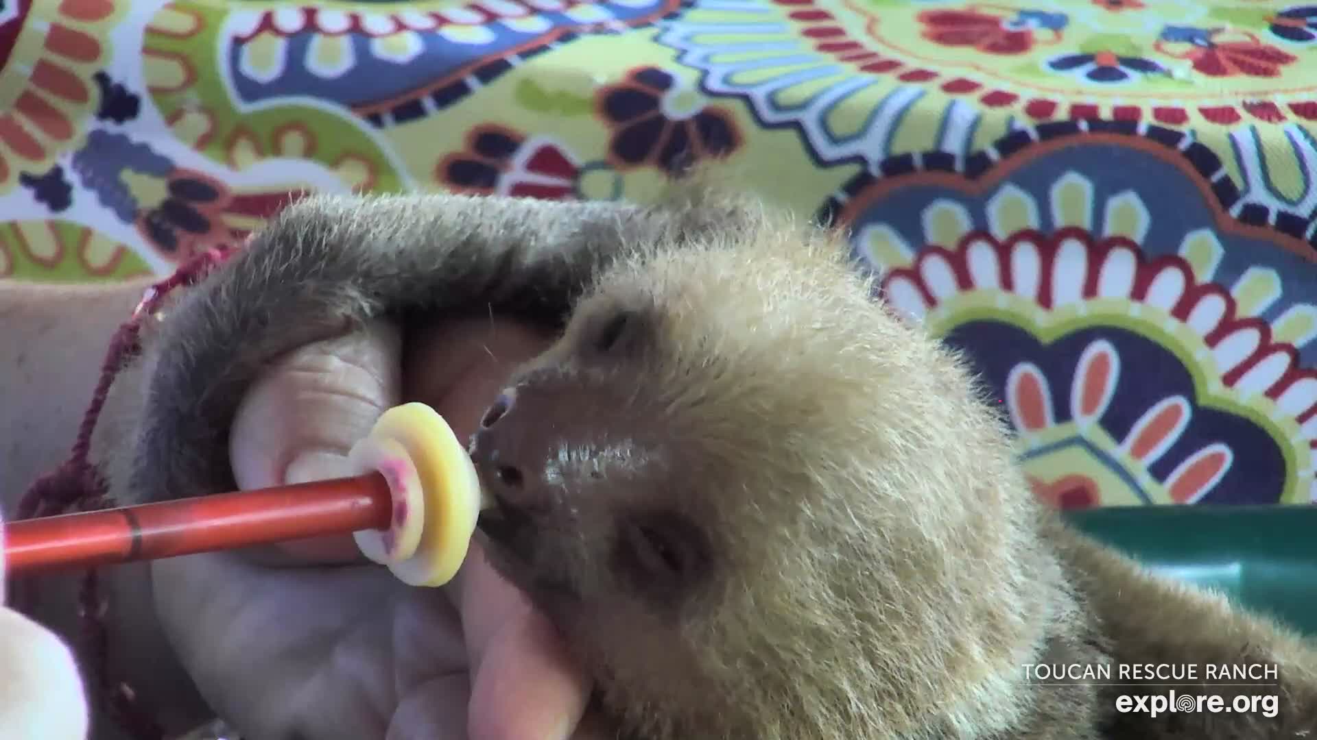 Sloth TV Snapshot taken by emimil | Explore.org