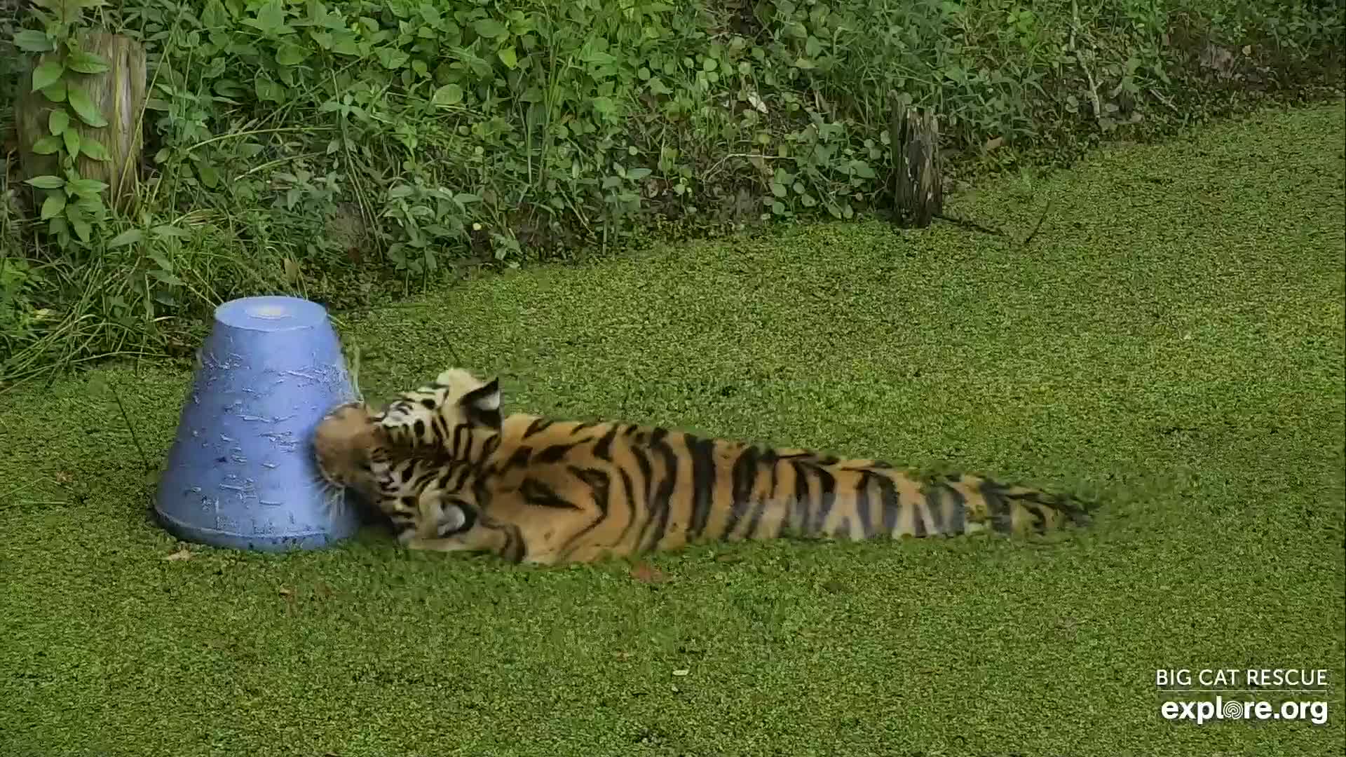 Tiger Lake Snapshot taken by Beadlamite | Explore.org