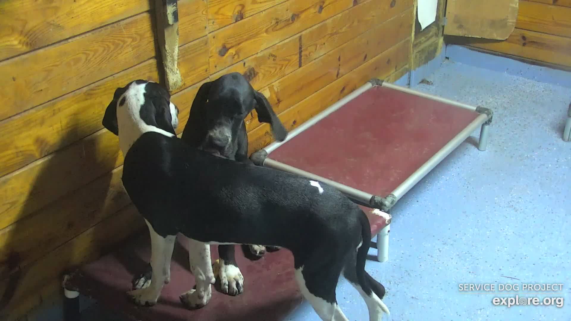 Great Dane Indoor Puppy Room Snapshot taken by CamOp Gizmo | Explore.org
