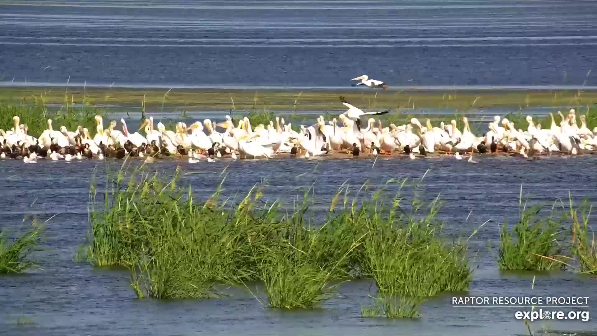 Mississippi River Flyway Cam