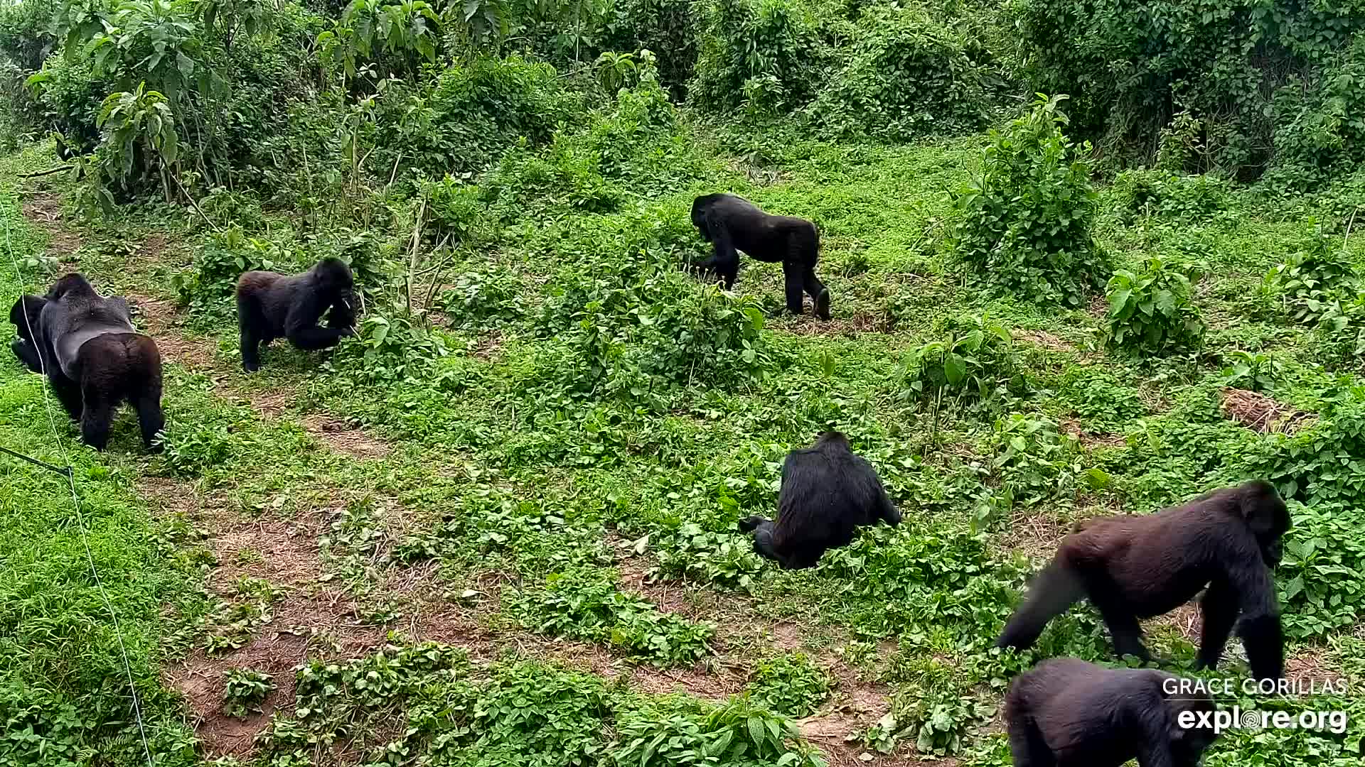 Gorilla Forest Corridor Snapshot Taken By Mel Explore Org