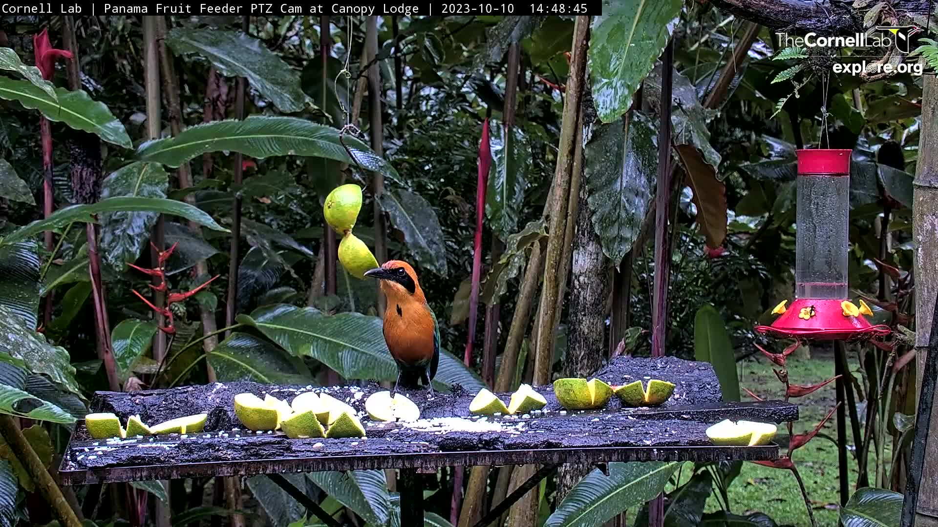 Panama Fruit Feeder Cam at Canopy Lodge Snapshot taken by macskalenz@gmail.com | Explore.org