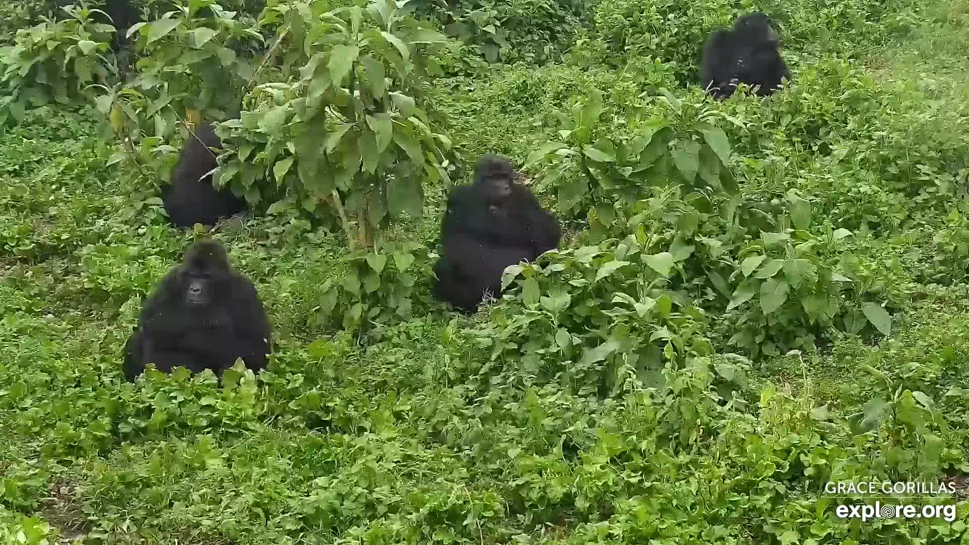 Gorilla Forest Corridor Snapshot taken by Stone | Explore.org