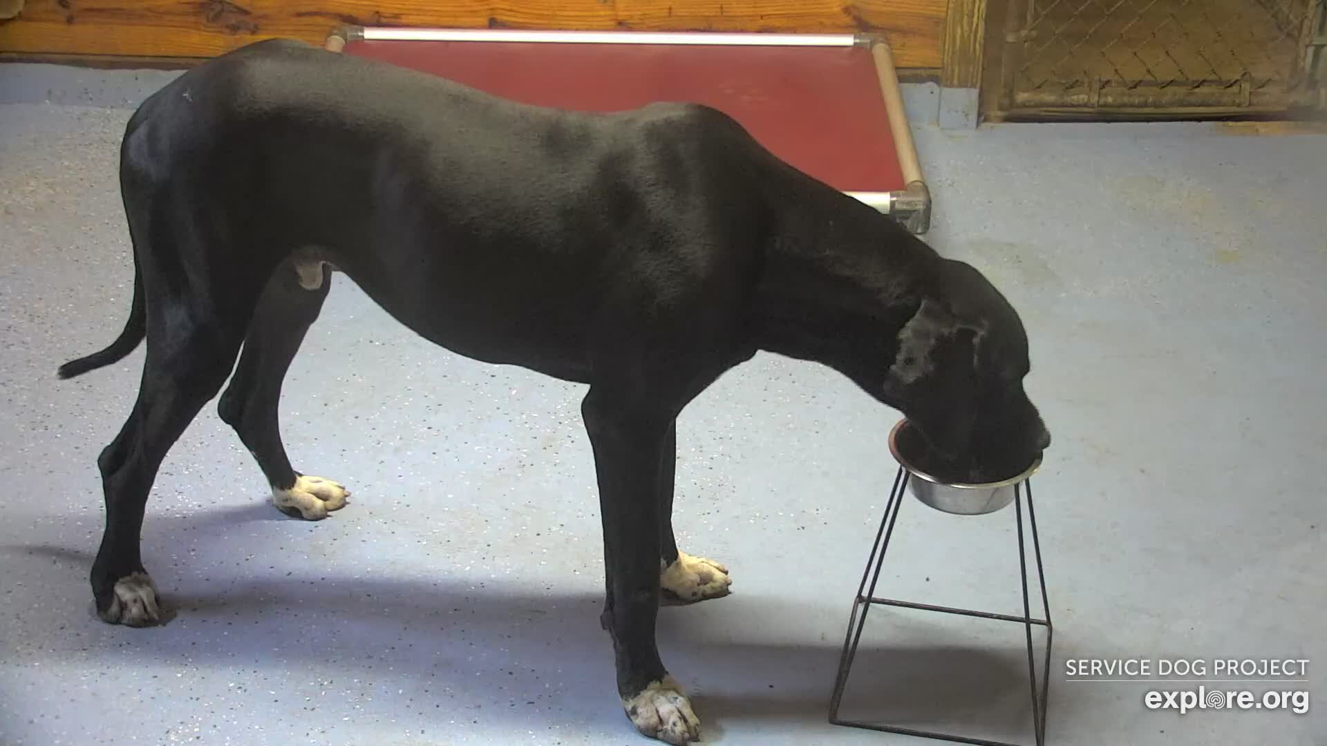 Great Dane Indoor Puppy Room Snapshot taken by CamOp Gizmo | Explore.org