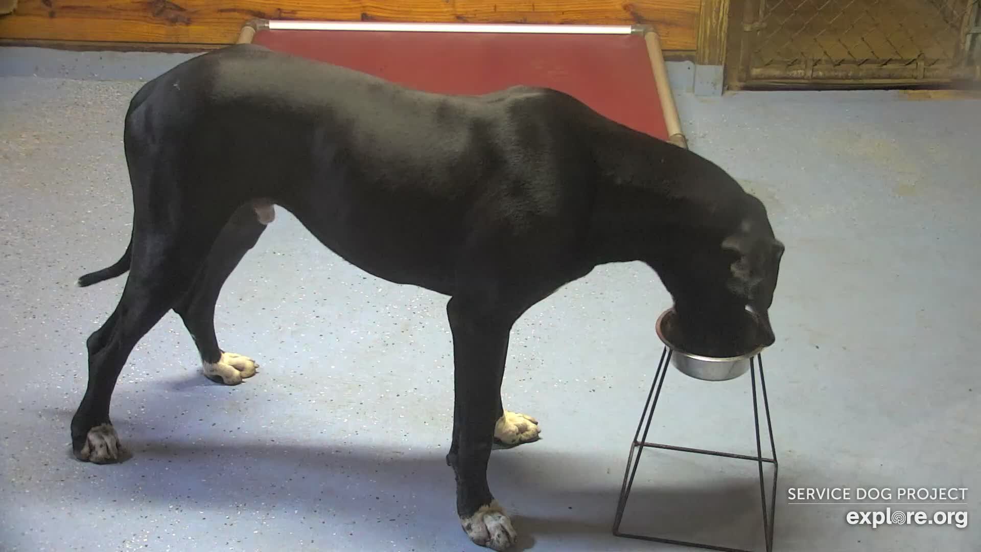 Great Dane Indoor Puppy Room Snapshot taken by CamOp Gizmo | Explore.org