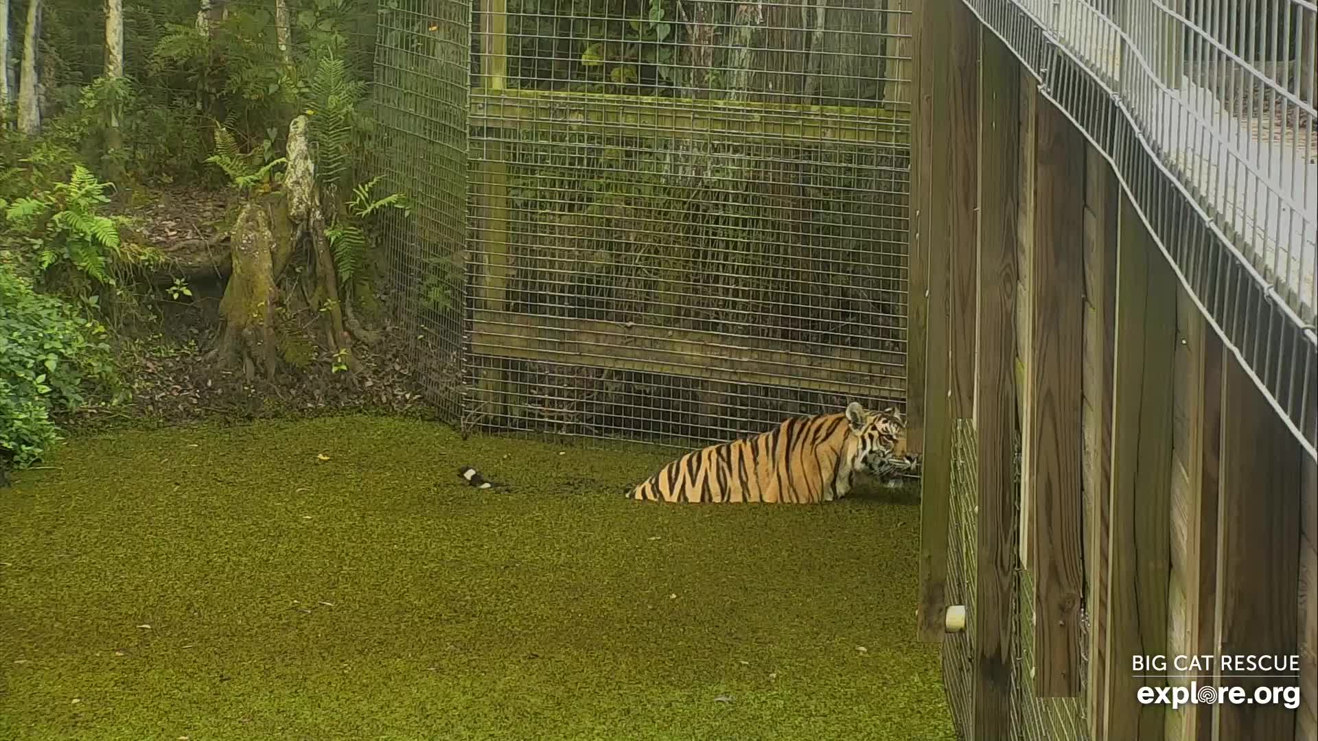 Tiger Lake Snapshot taken by Paula | Explore.org