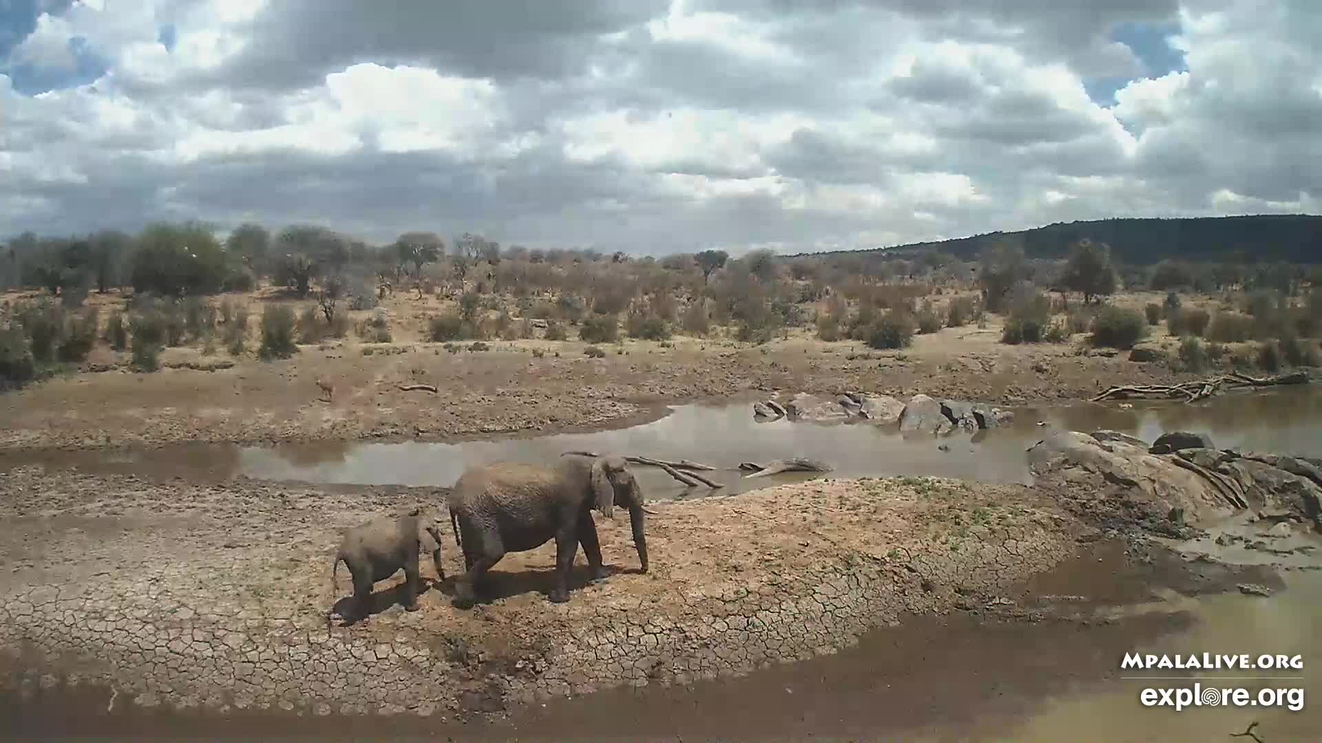African Safari Snapshot taken by MajatheBee | Explore.org