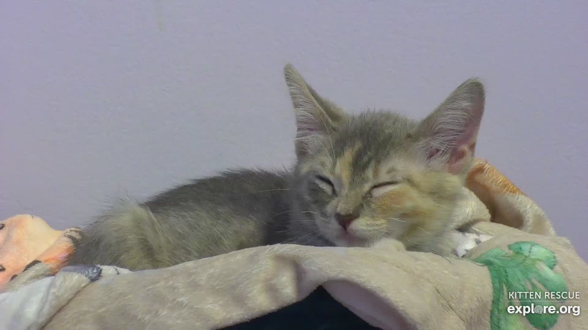 Kitten Rescue Sanctuary Snapshot taken by MelindaDP | Explore.org