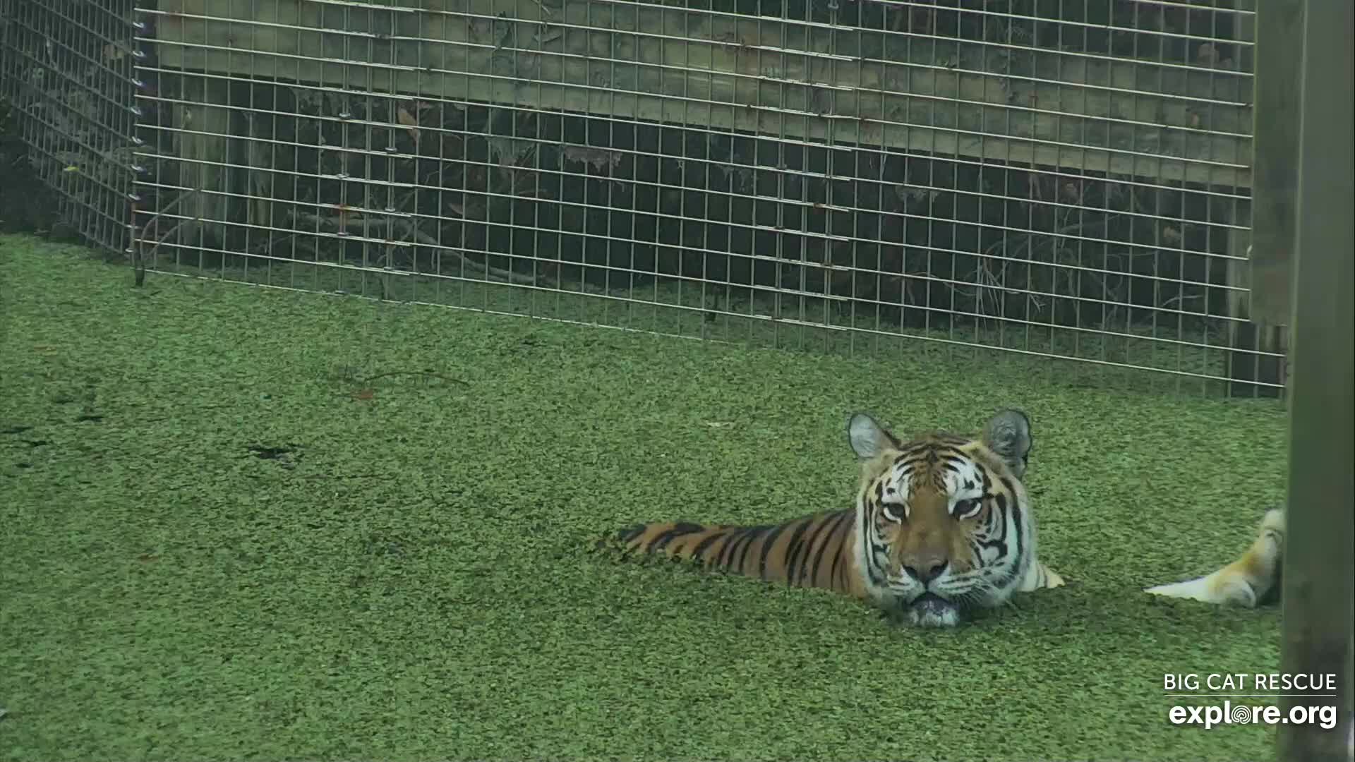 Tiger Lake Snapshot taken by CamOp Christine | Explore.org