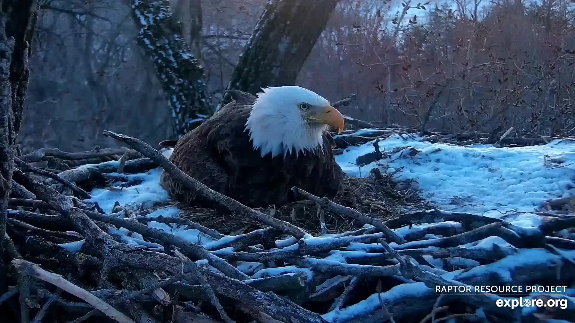 Decorah Eagles Snapshot taken by CamOp Ele | Explore.org