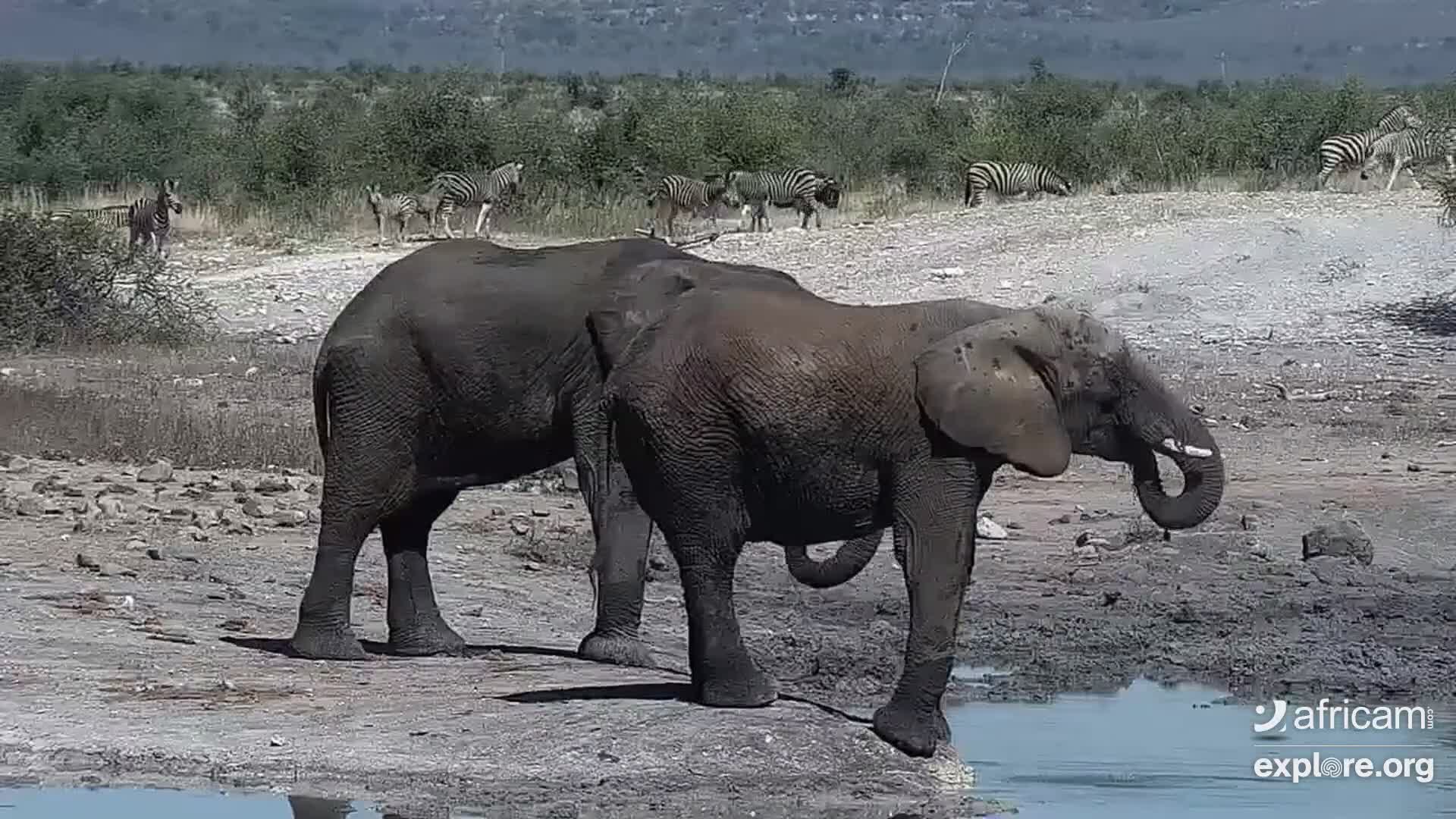 Tau Waterhole Snapshot taken by Sloth | Explore.org