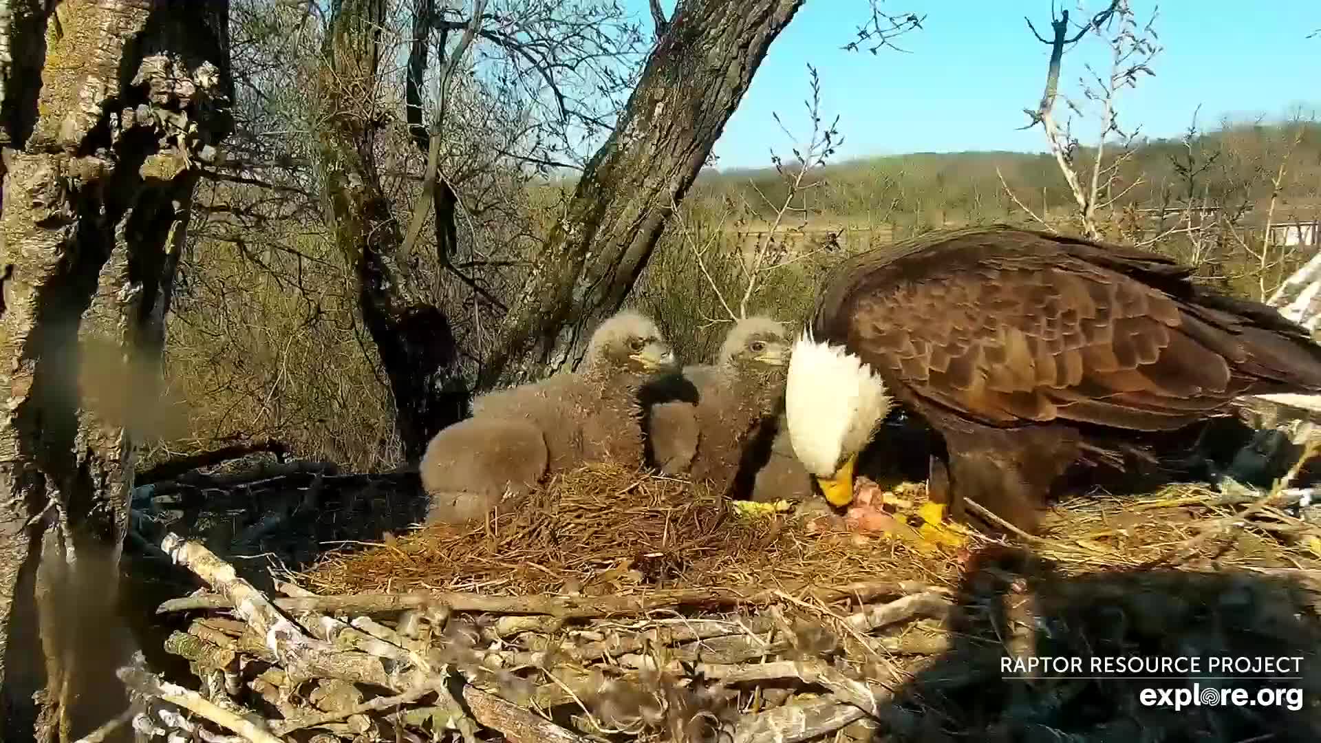 Decorah Eagles Snapshot taken by Axlmaggie | Explore.org