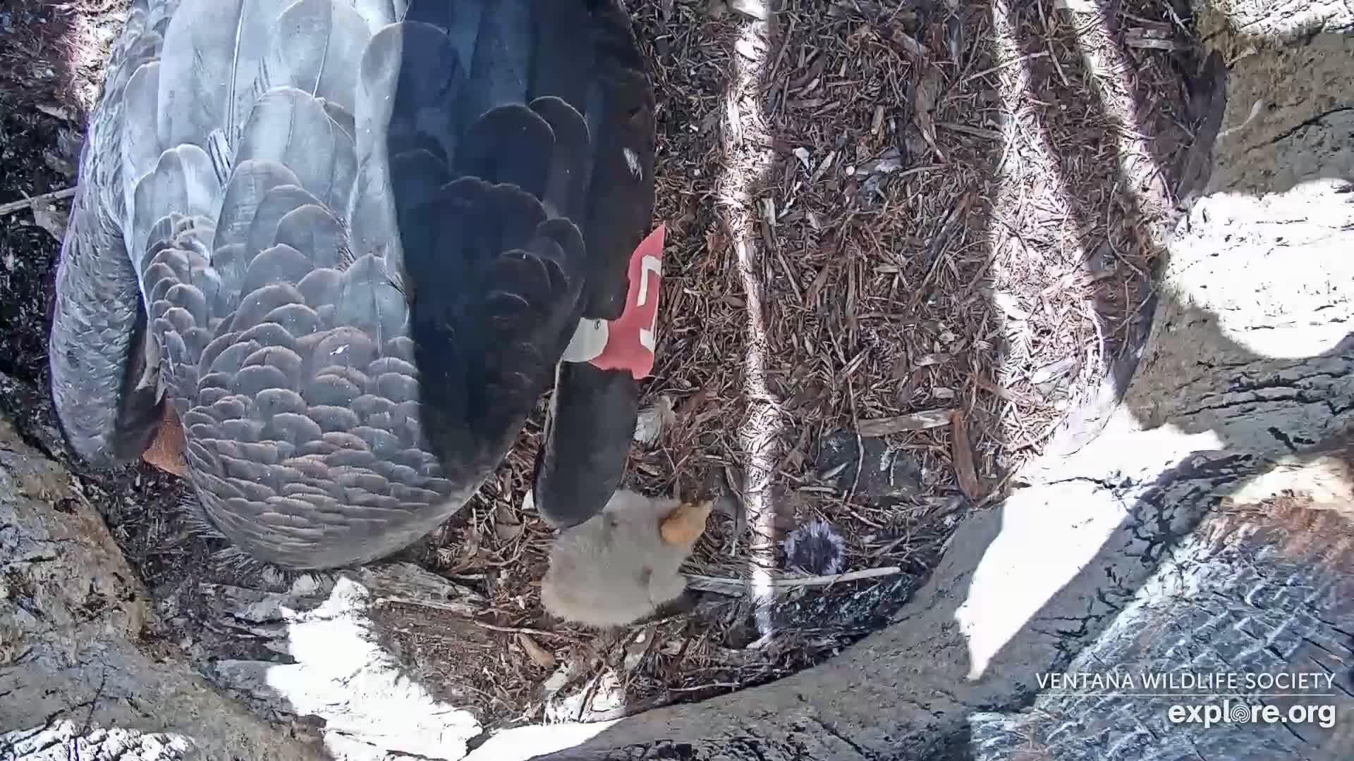 Redwood Grove Condor Nest Camera Snapshot taken by JennCo_Oh | Explore.org