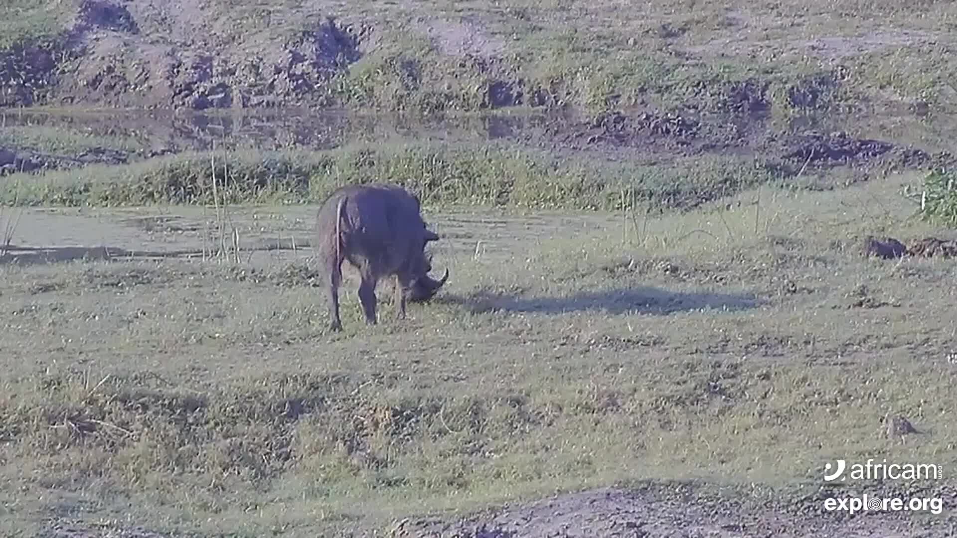 Tembe Elephant Park Snapshot taken by My2joysmj | Explore.org