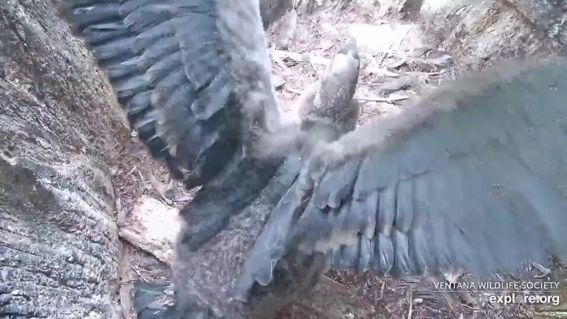 Redwood Grove Condor Nest Camera Snapshot taken by ...