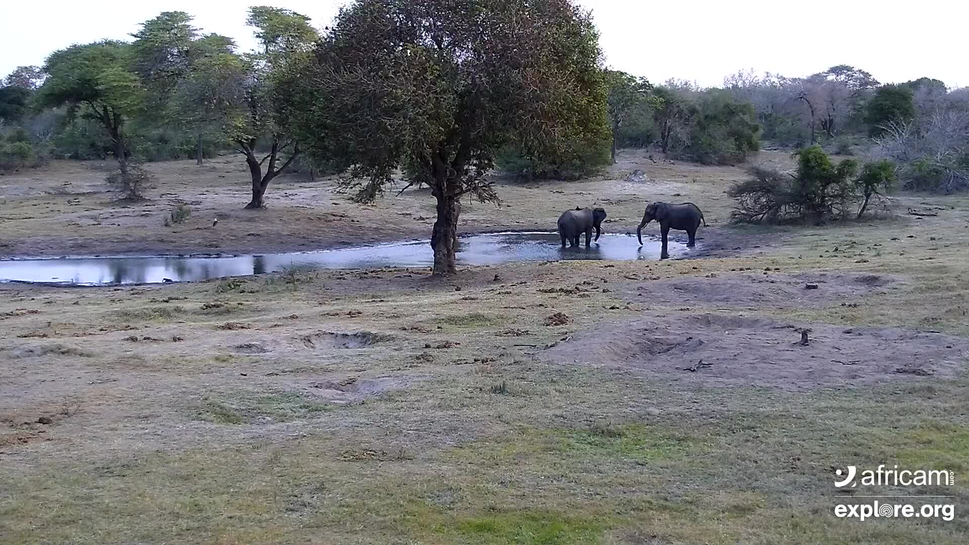 Tembe Elephant Park Snapshot taken by guhguh | Explore.org