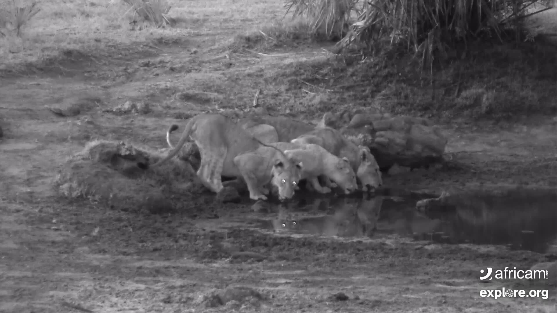 Tembe Elephant Park Snapshot taken by Tygrus | Explore.org