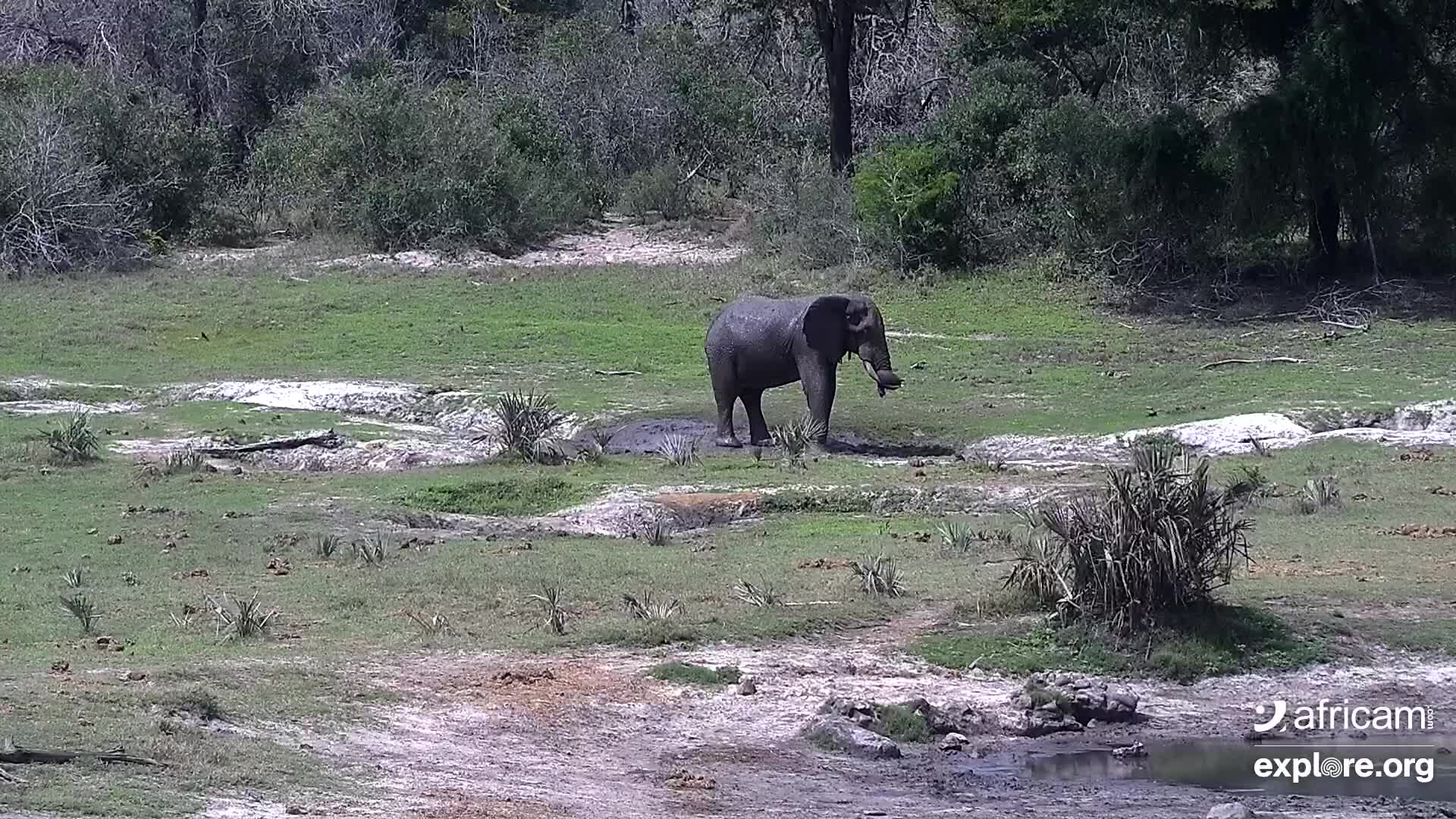 Tembe Elephant Park Snapshot taken by tottallou | Explore.org