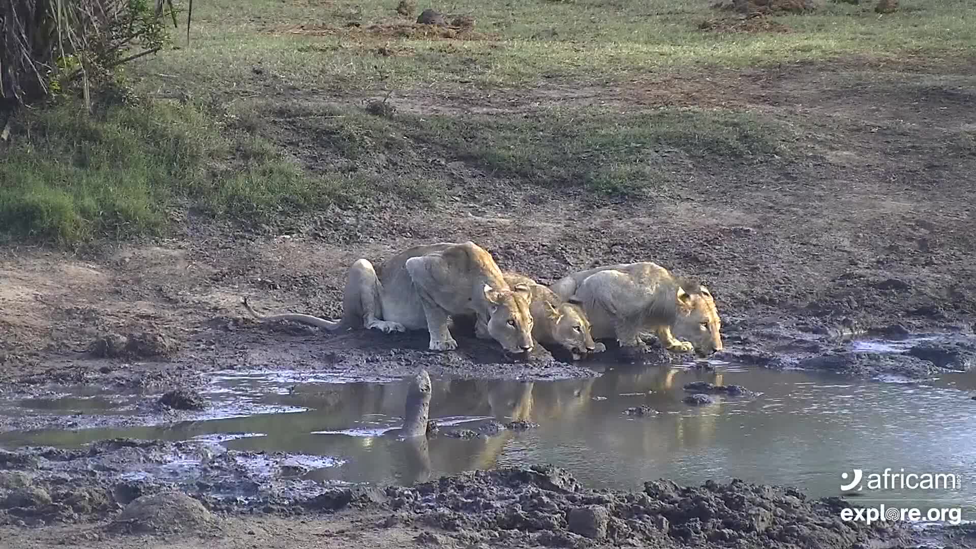 Tembe Elephant Park Snapshot taken by Darlene Martin | Explore.org