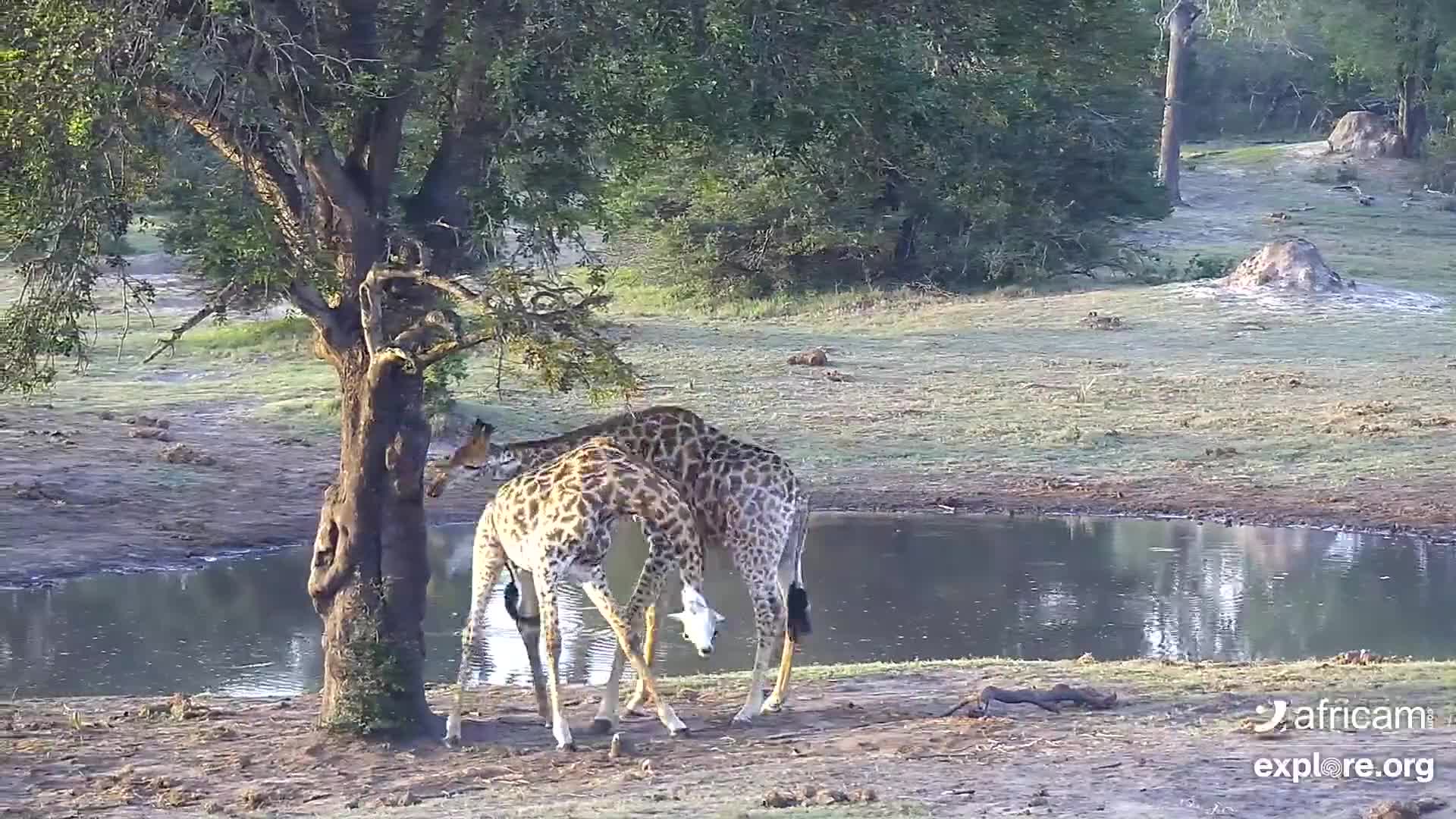 Tembe Elephant Park Snapshot taken by Tygrus | Explore.org