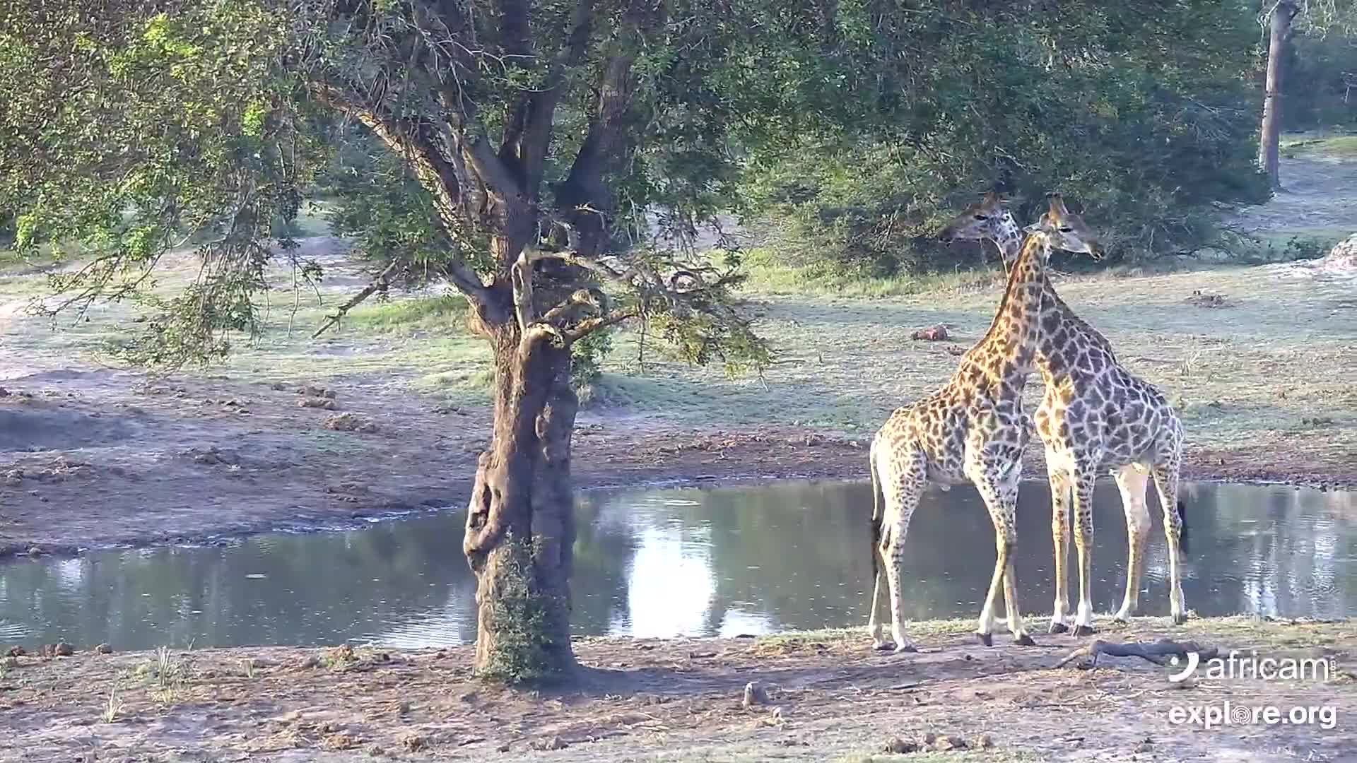 Tembe Elephant Park Snapshot taken by Tygrus | Explore.org
