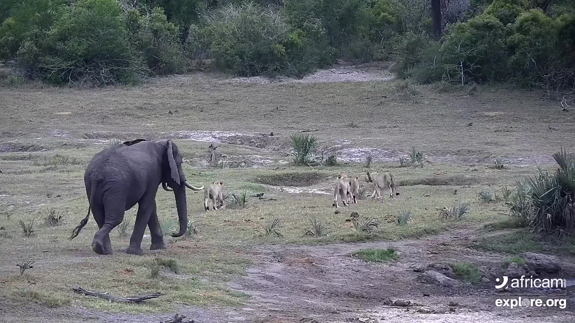 Tembe Elephant Park Snapshot taken by Tygrus | Explore.org