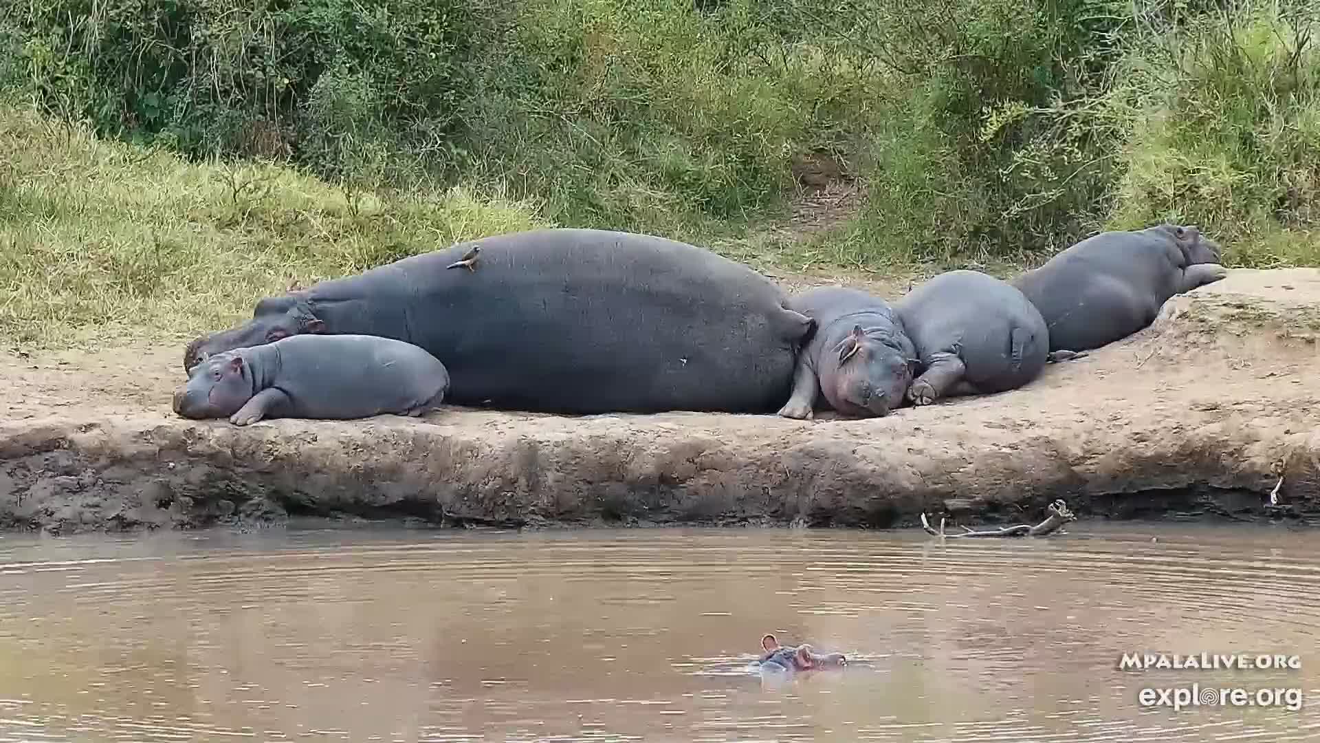 African Animals - Watering Hole Snapshot taken by Tygrus | Explore.org