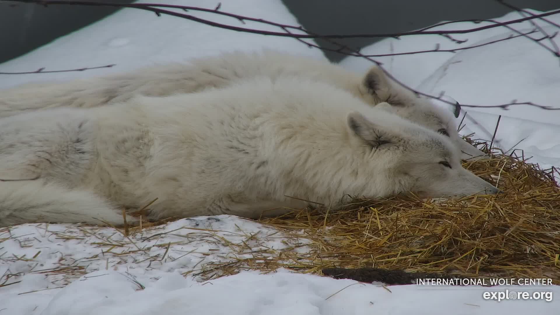 International Wolf Center North Camera Snapshot taken by MissMercedes ...